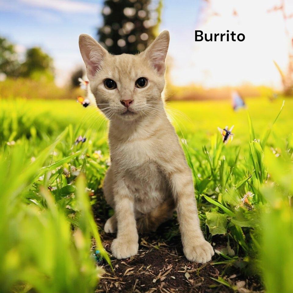 Cat for adoption - Burrito, a Tabby in Hodgkins, IL | Petfinder