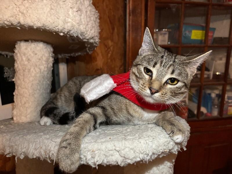 Cat for adoption - Hera Gataki, a Tabby & Domestic Short Hair Mix in ...