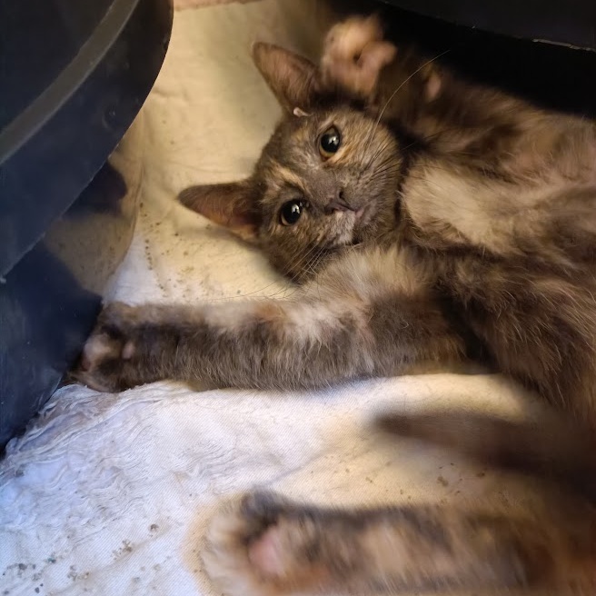 Cat for adoption - Wilma, a Domestic Short Hair in Worcester, MA ...