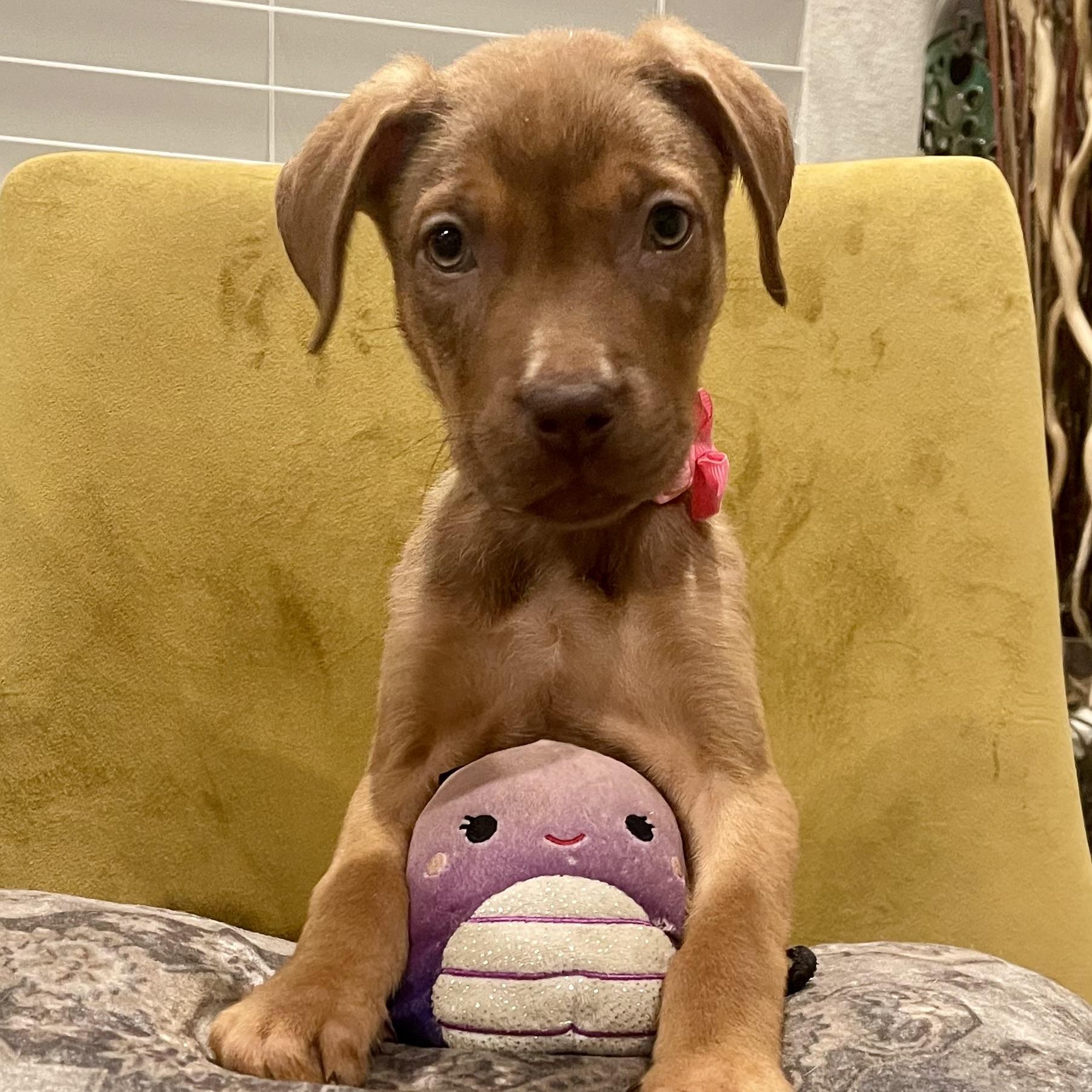 Dog for adoption - Gianna, a Mixed Breed in Austin, TX | Petfinder