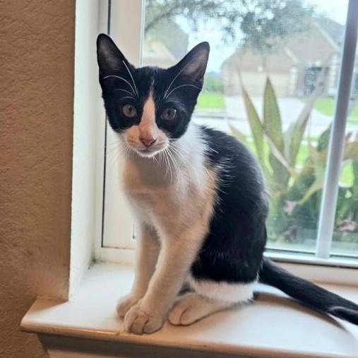 Cat for adoption - BJ Abba, a Domestic Short Hair & Tuxedo Mix in Provo ...