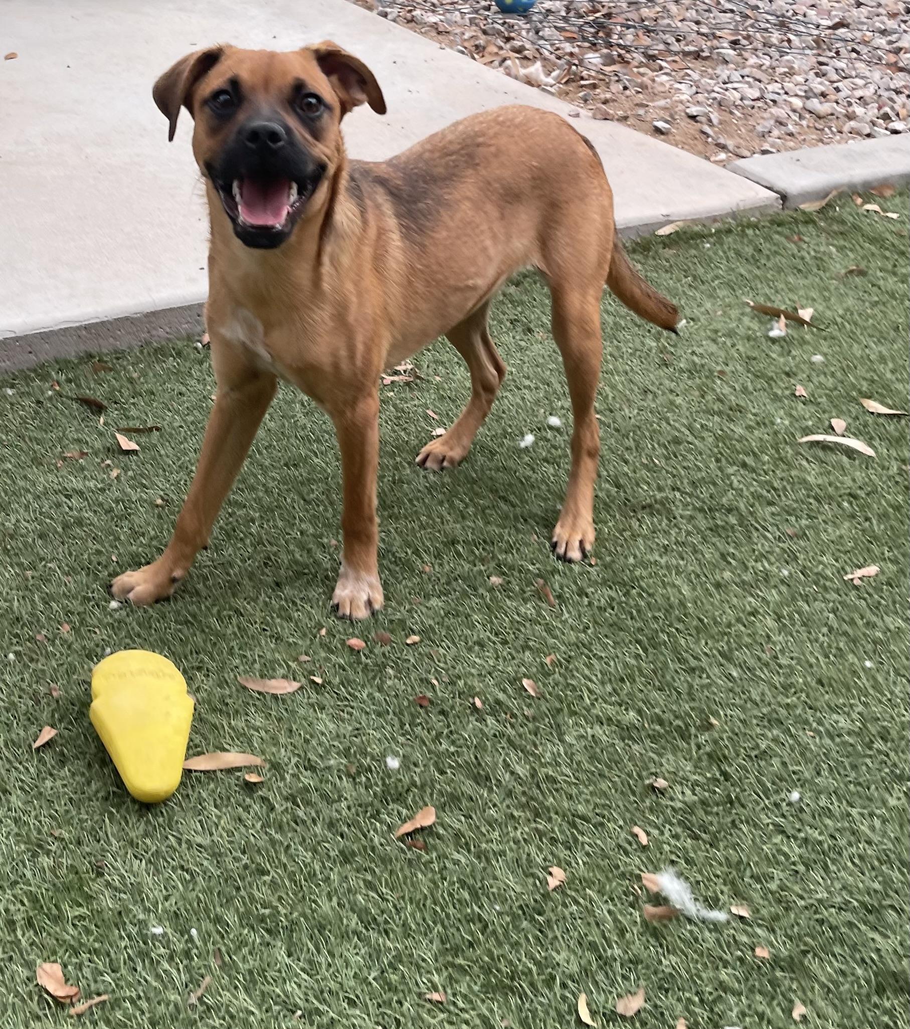 Dog for adoption - Mr. Knightly, a Puggle & Labrador Retriever Mix in ...