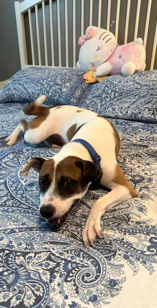 Dog for adoption - Mona Lisa, a Jack Russell Terrier Mix in Charleston, SC | Petfinder