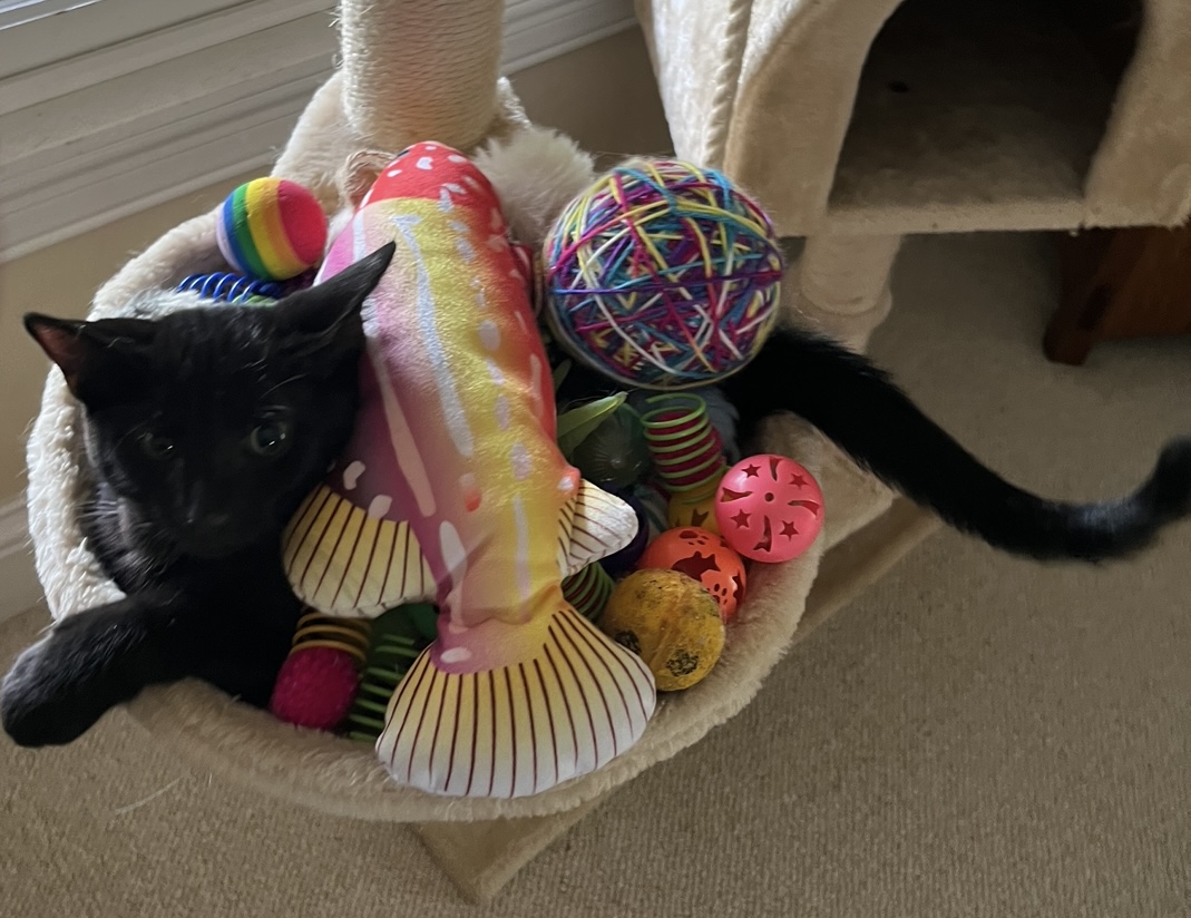 Hart Animal Rescue - Available Animals