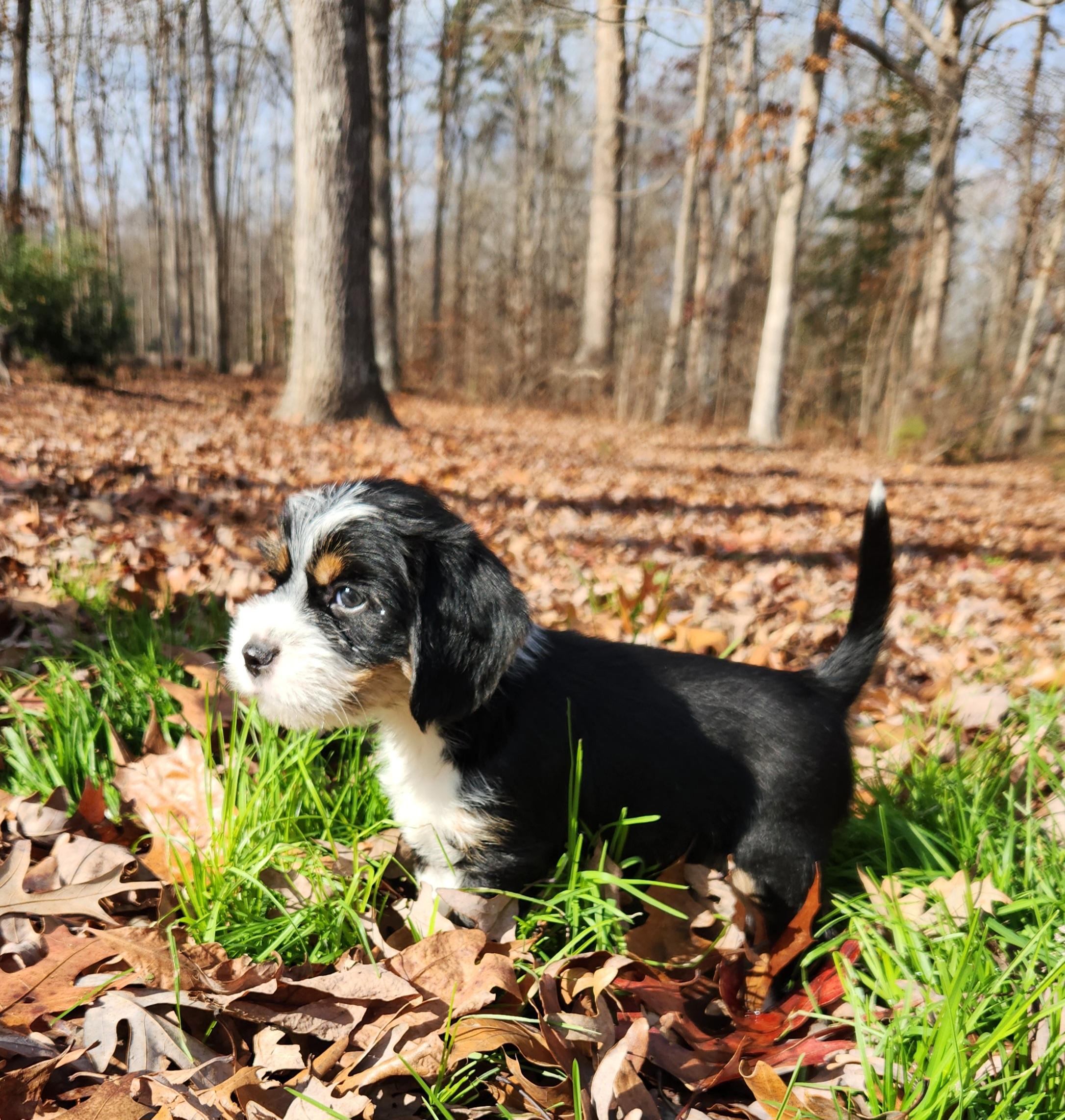 Dog Adopted - Whiskey a Yorkshire Terrier Cavalier King Charles Spaniel ...