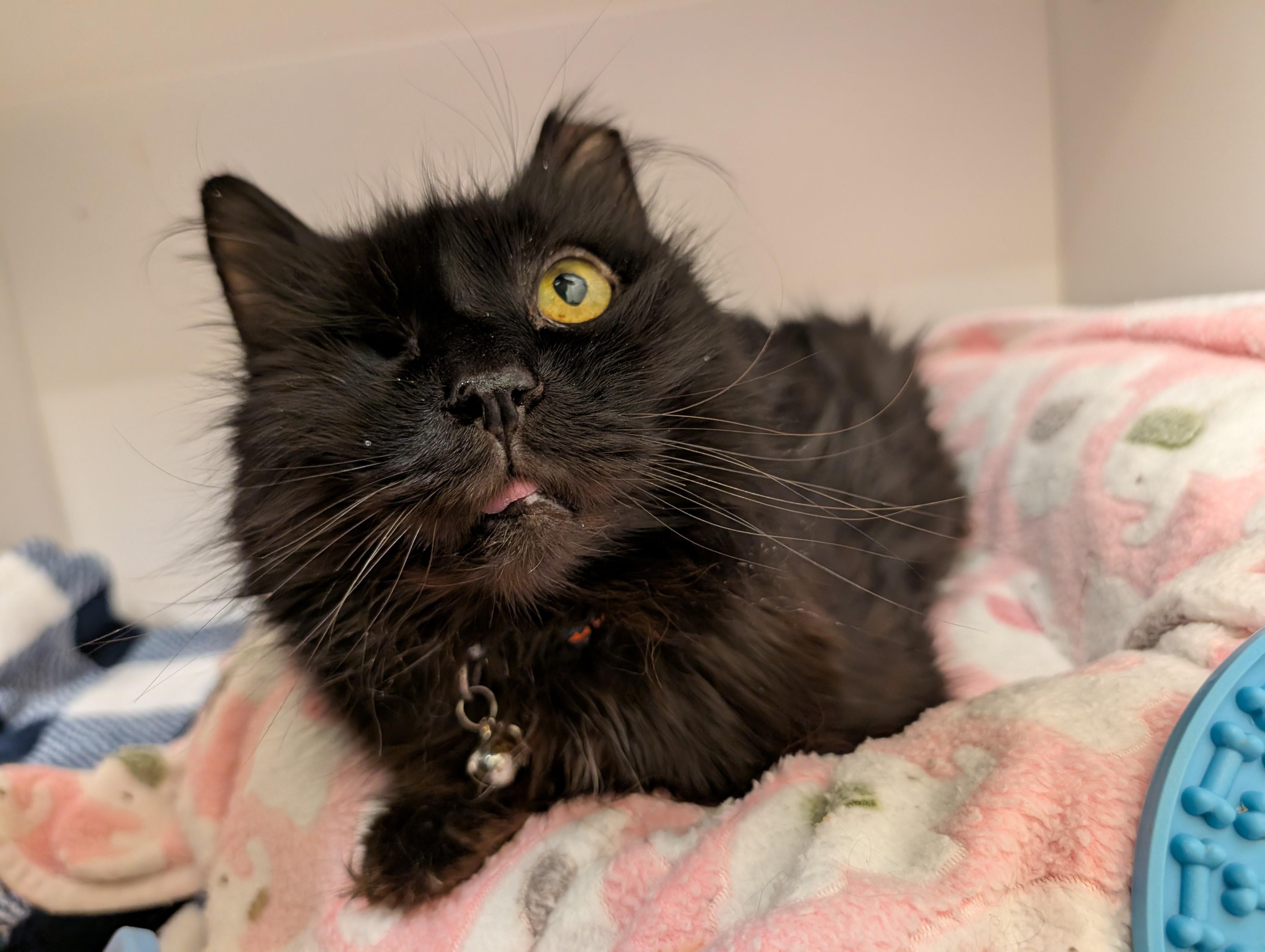 Boo Boo - Adoptable Pet | Petfinder | Petfinder