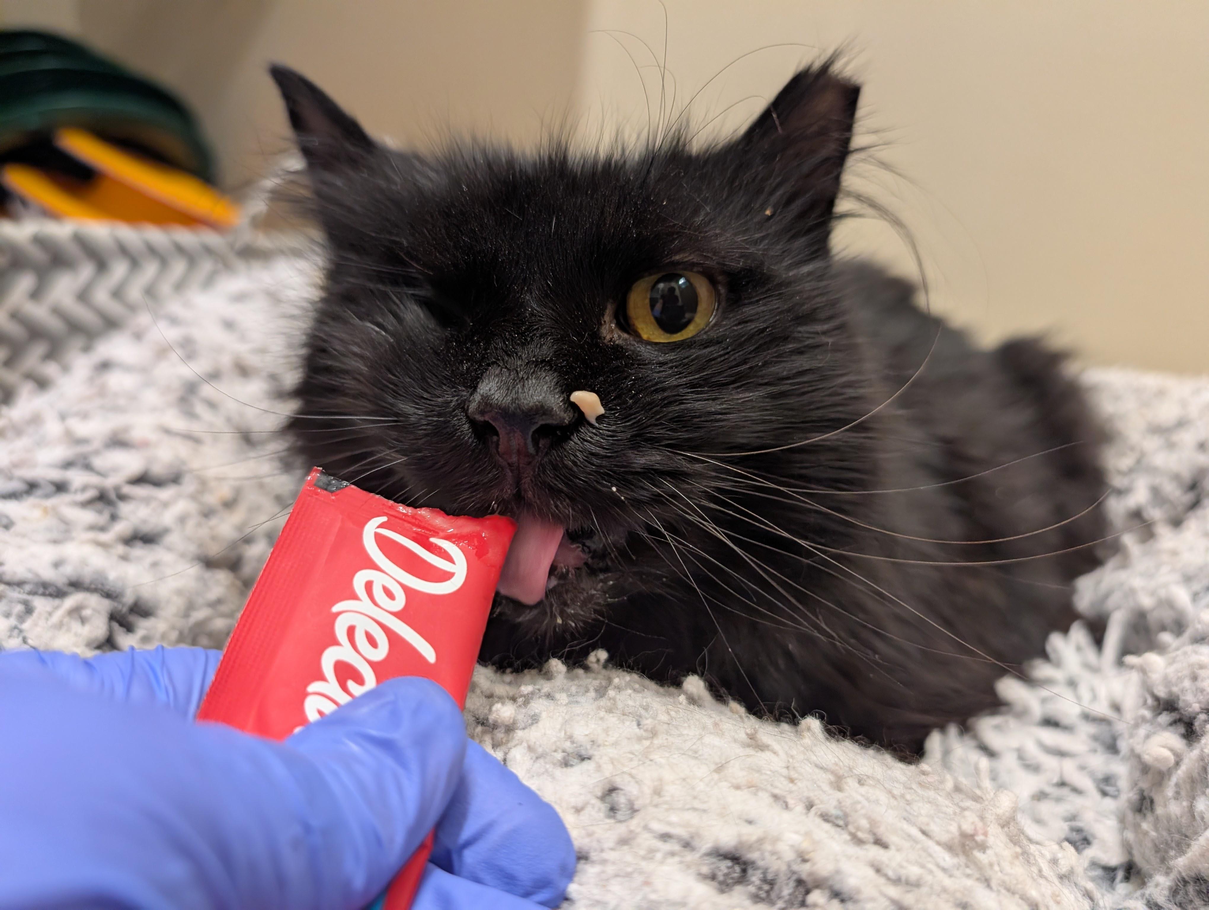 Boo Boo - Adoptable Pet | Petfinder | Petfinder