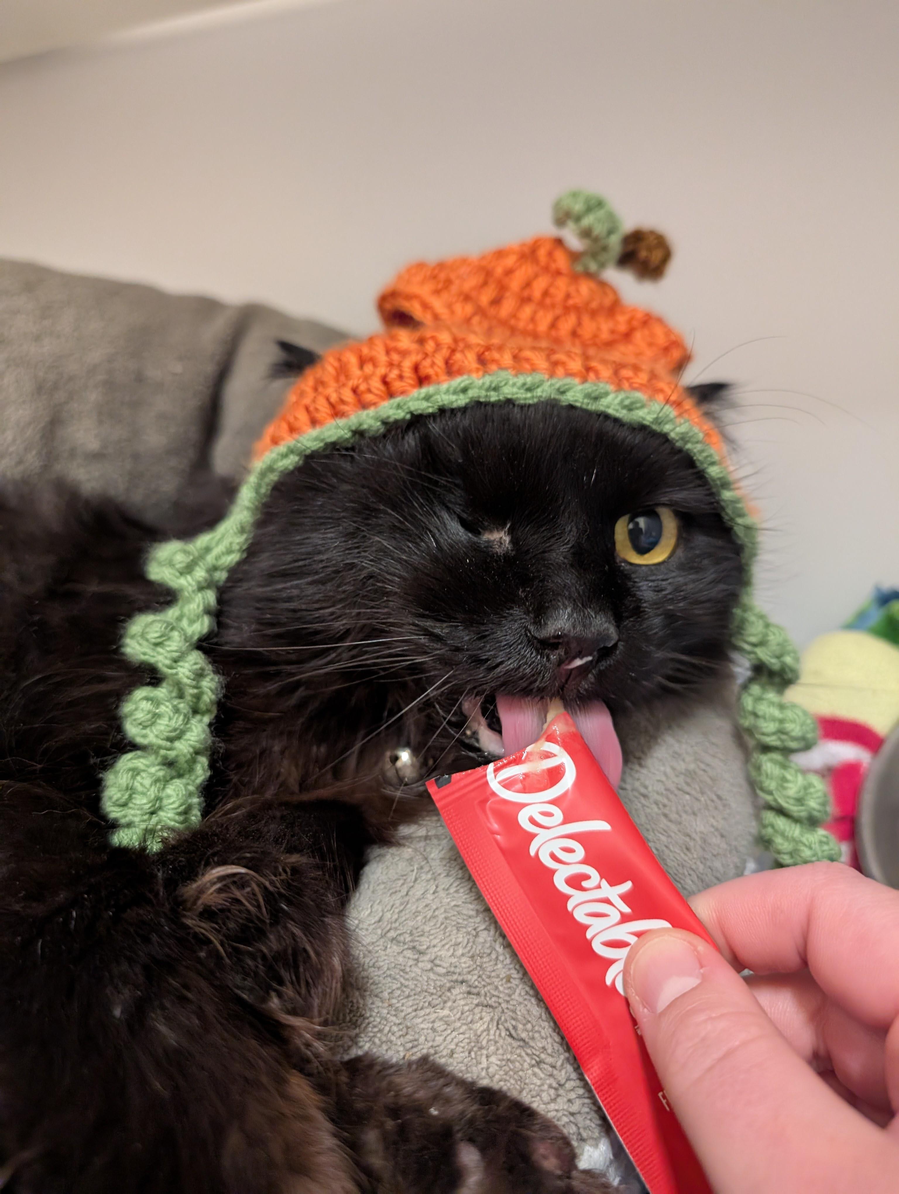 Boo Boo - Adoptable Pet | Petfinder | Petfinder
