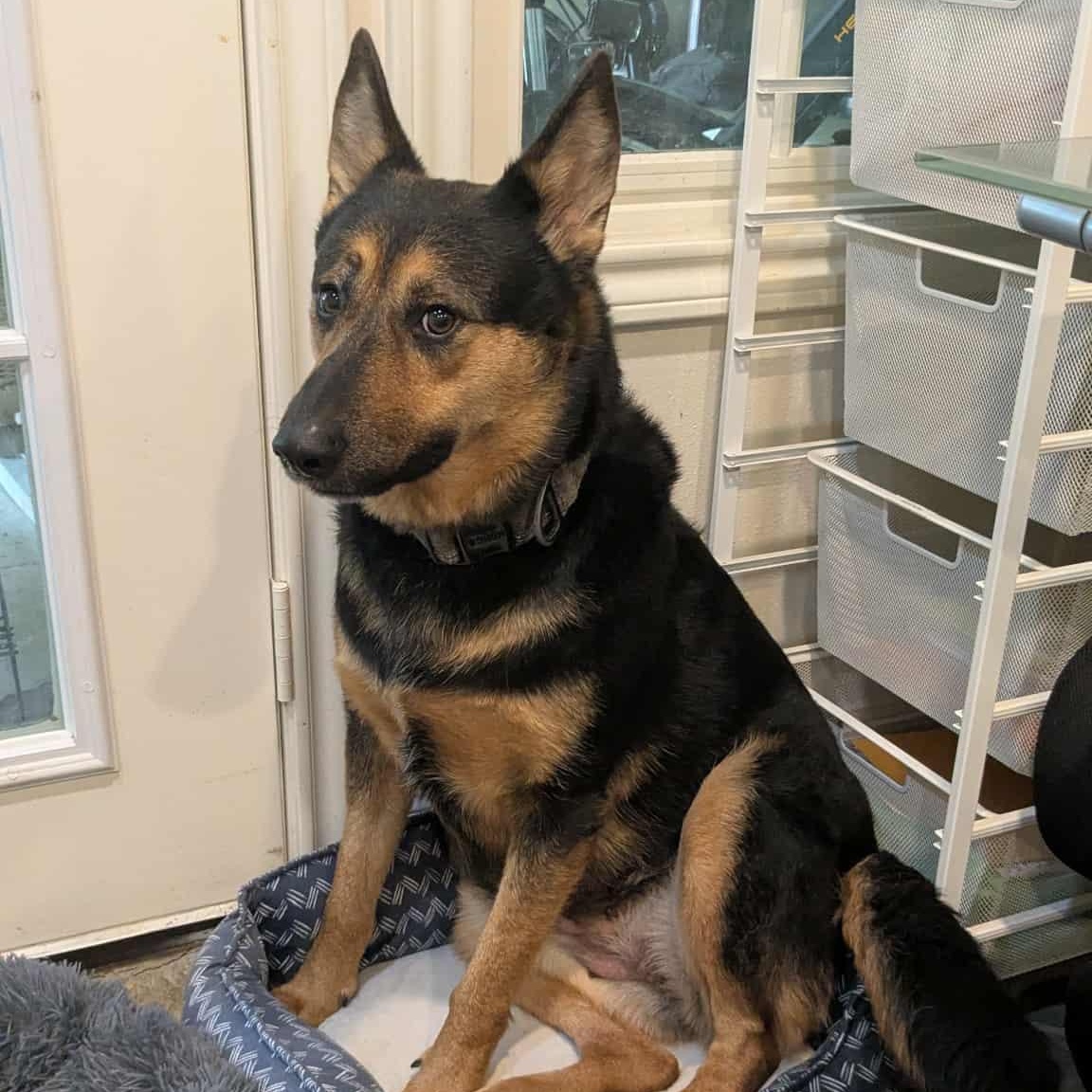 Dog for adoption - Ruby, a German Shepherd Dog Mix in South Boston, MA | Petfinder