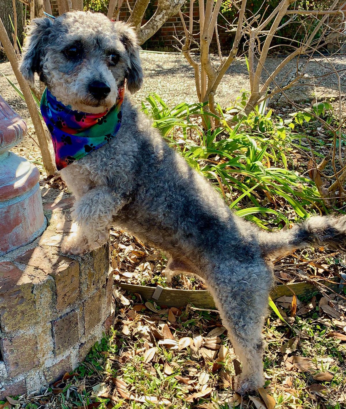 Dog for adoption - OREO - The Perfect Poodle!, a Poodle Mix in ...