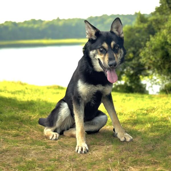 Dog for adoption - Jolly Joy, a German Shepherd Dog Mix in Clive, IA ...