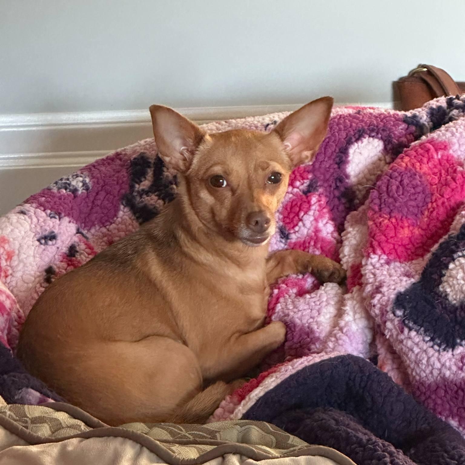 Dog for adoption - Ruby, a Chihuahua & Terrier Mix in Windsor, ON | Petfinder