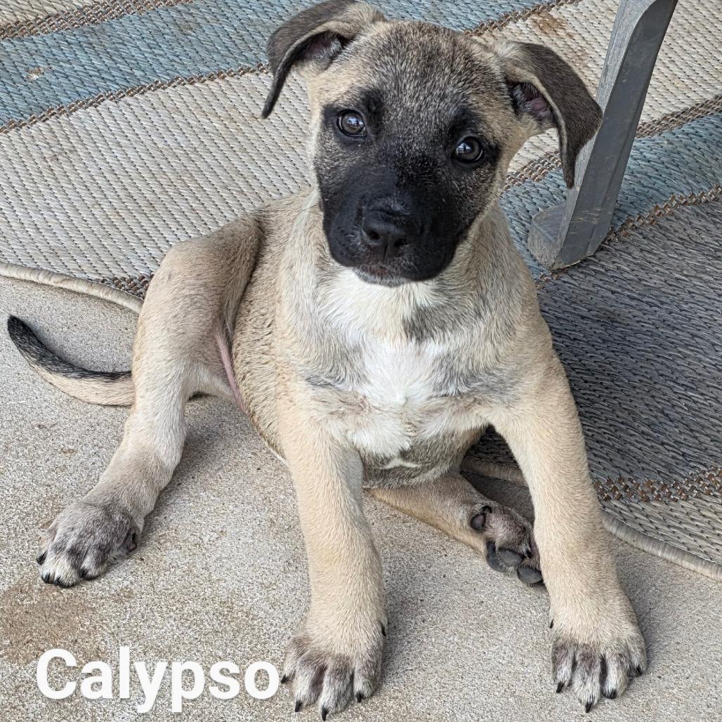 Dog for adoption - Calypso DD, a German Shepherd Dog & English Bulldog ...