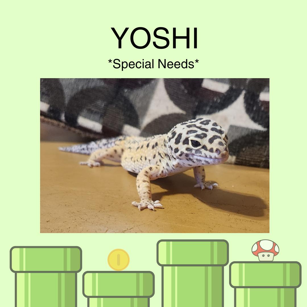Reptile for adoption - Yoshi - *Special Needs*, a Lizard in Frederick ...