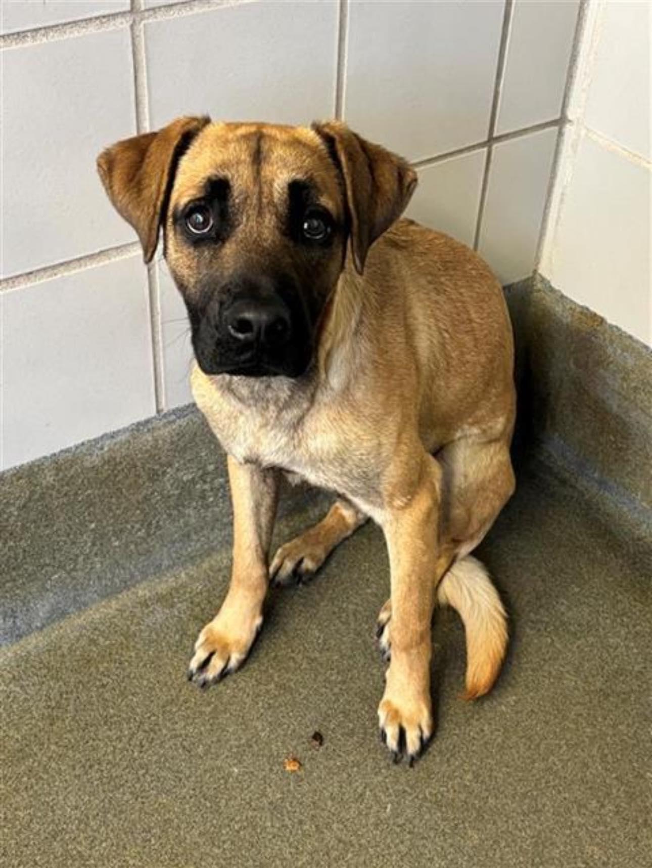 Dog for adoption - Charlie, a Labrador Retriever Mix in Albany, NY ...