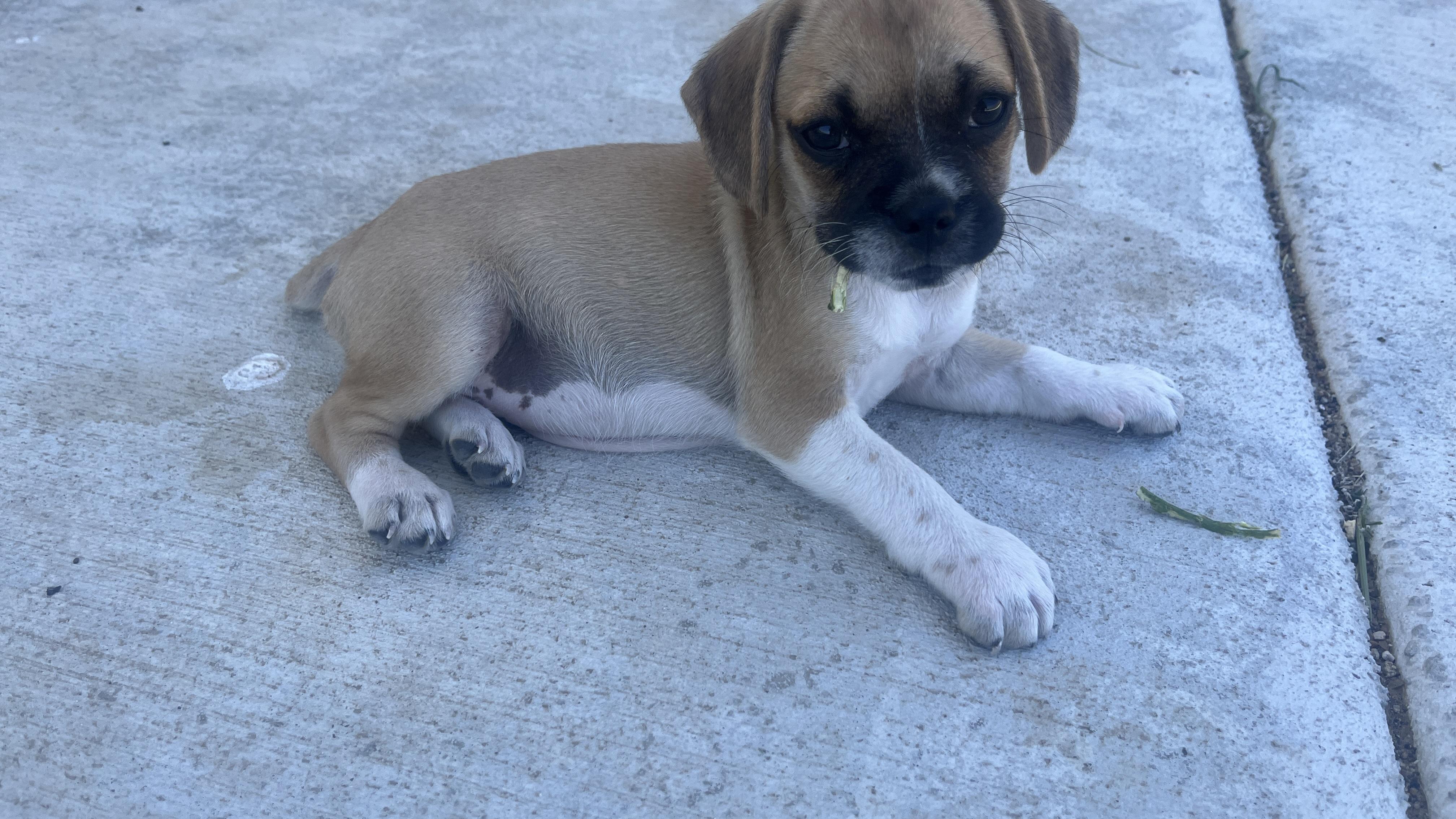Dog for adoption - Maki, a Puggle in Boise, ID | Petfinder