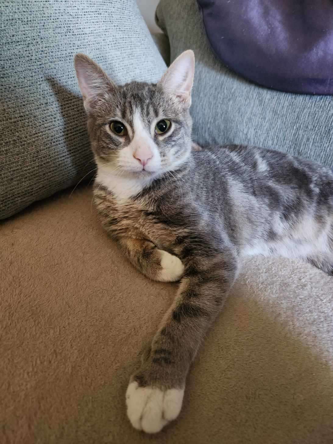 Cat for adoption - Biky, a Domestic Short Hair in Linden, NJ | Petfinder