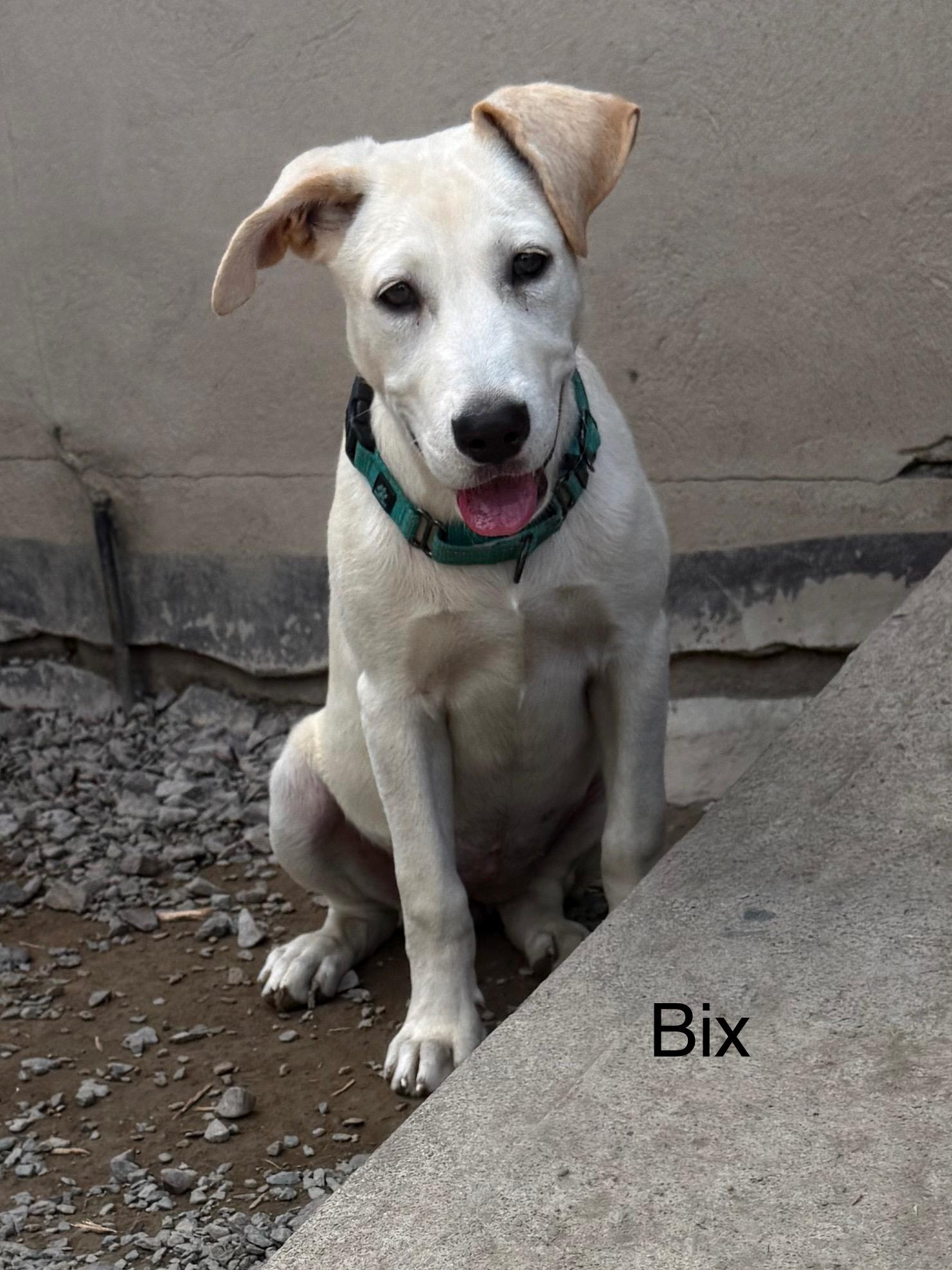 Dog for adoption - Bix, a Yellow Labrador Retriever Mix in Hop Bottom ...