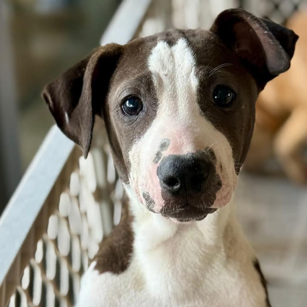 Dog for adoption - Cruz SSP, an American Staffordshire Terrier ...