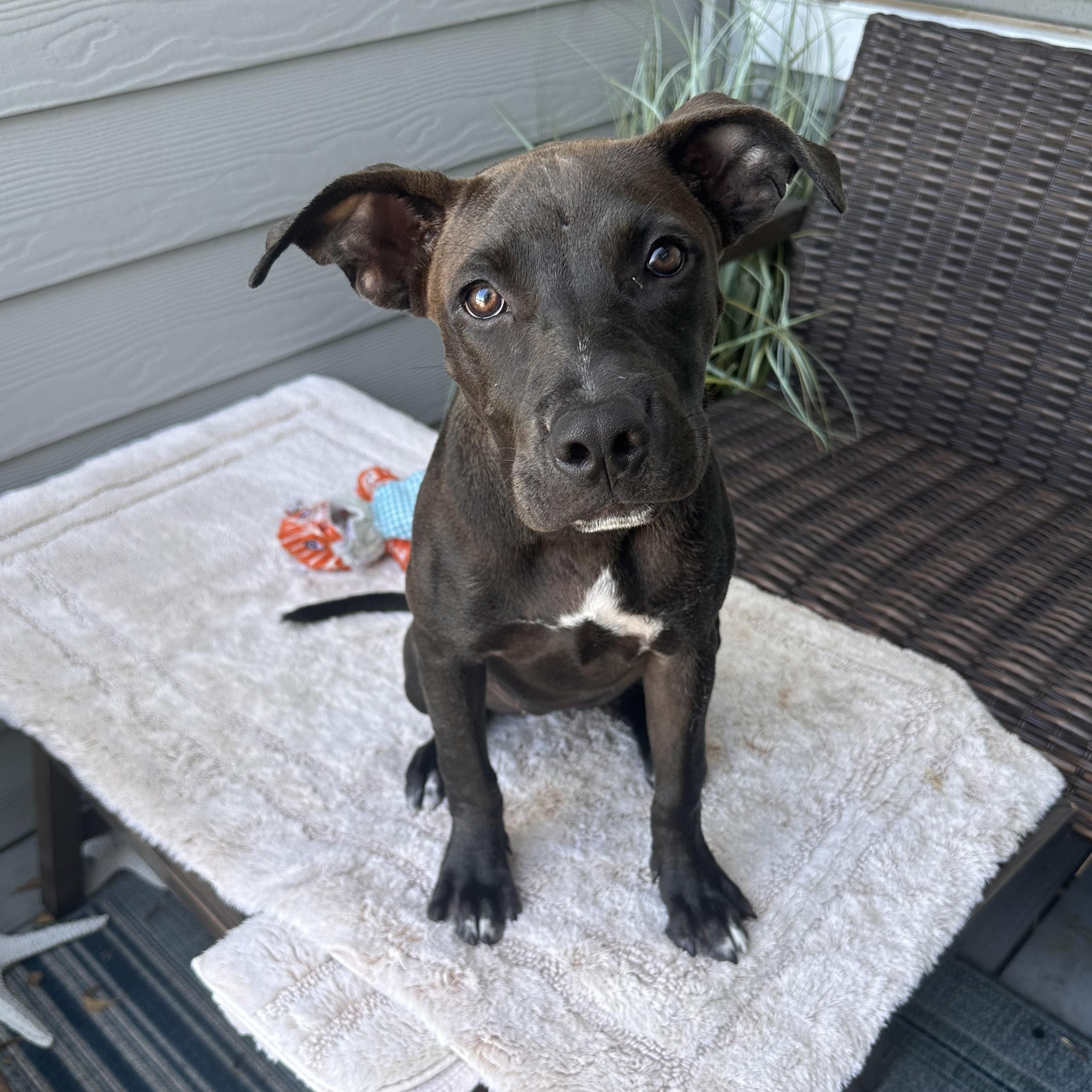 Dog for adoption - Suma, a Mixed Breed in Houston, TX | Petfinder