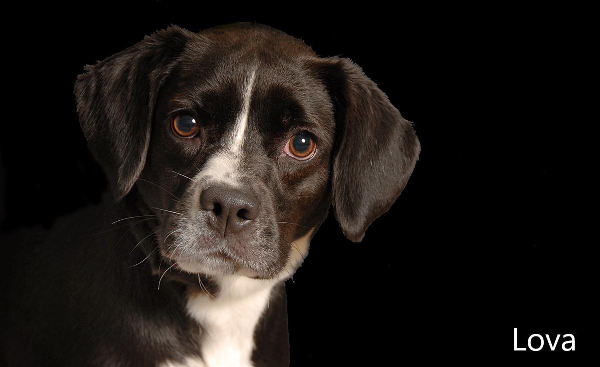 Dog for adoption - Lova, a Beagle & Retriever Mix in Mount Vernon, OH ...