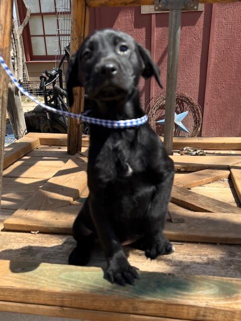 Dog for adoption - Brooklyn, a Black Labrador Retriever Mix in Aberdeen ...