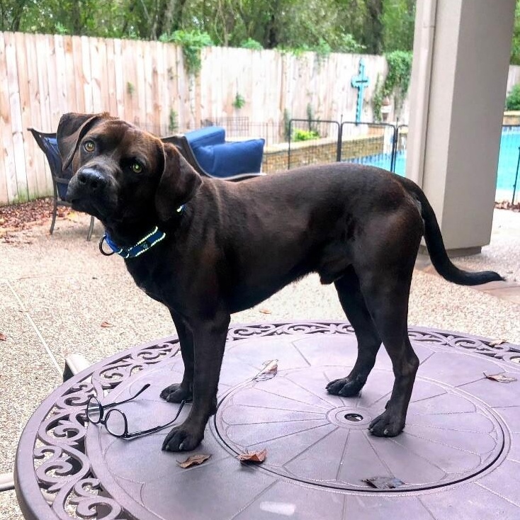 Dog for adoption - Choco the Sweetest Mini Lab, a Labrador Retriever ...