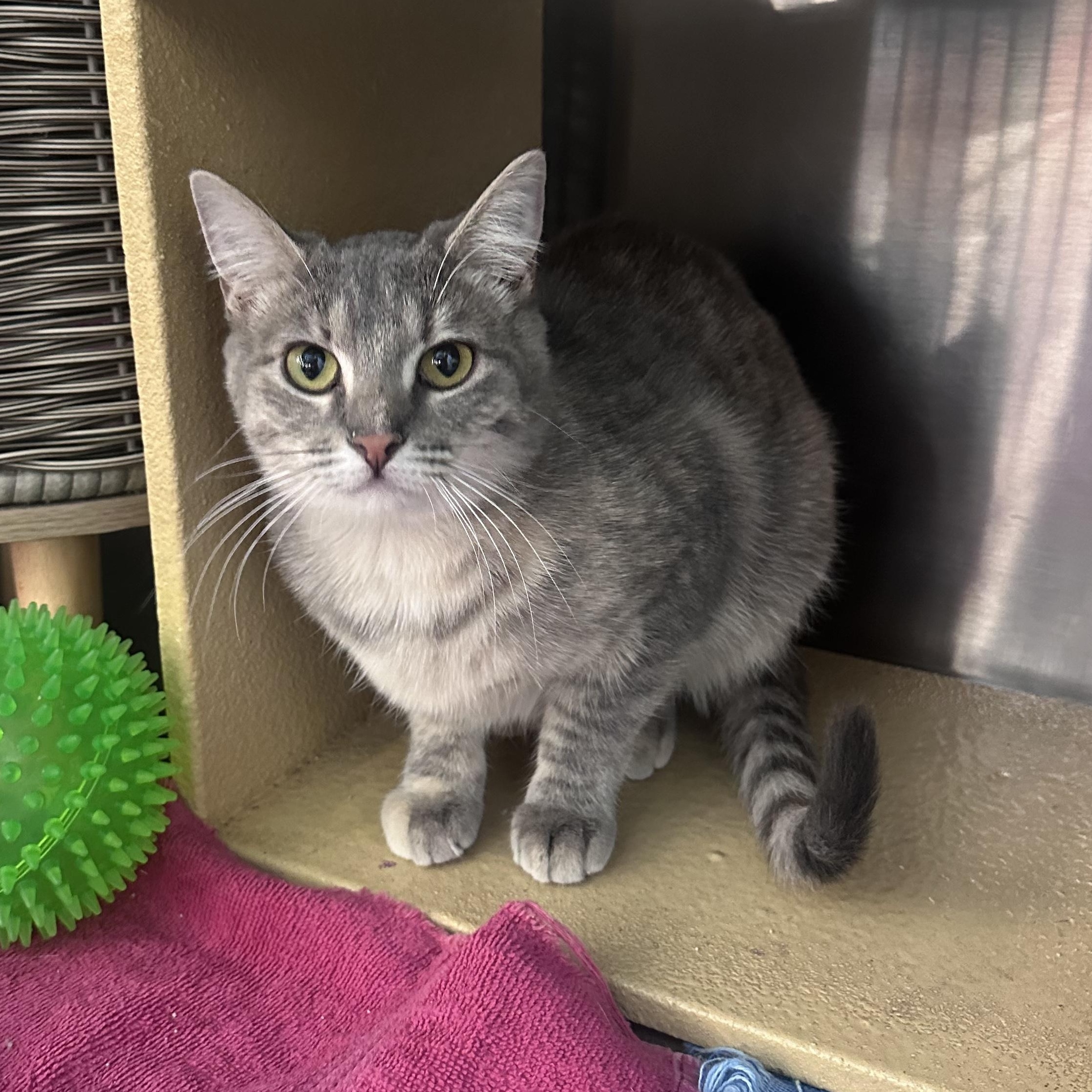 Cat for adoption - Greta, a Domestic Short Hair & Torbie Mix in Omaha ...