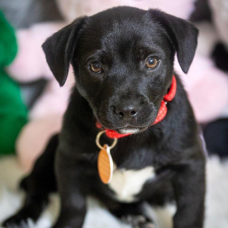 Dog for adoption - Gunner Fifth, a Black Labrador Retriever & Pit Bull ...