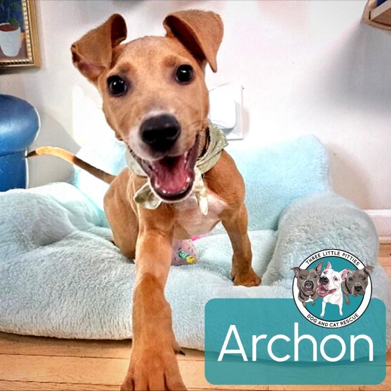 Dog for adoption - Archon Floppy Ears, a Labrador Retriever & German ...