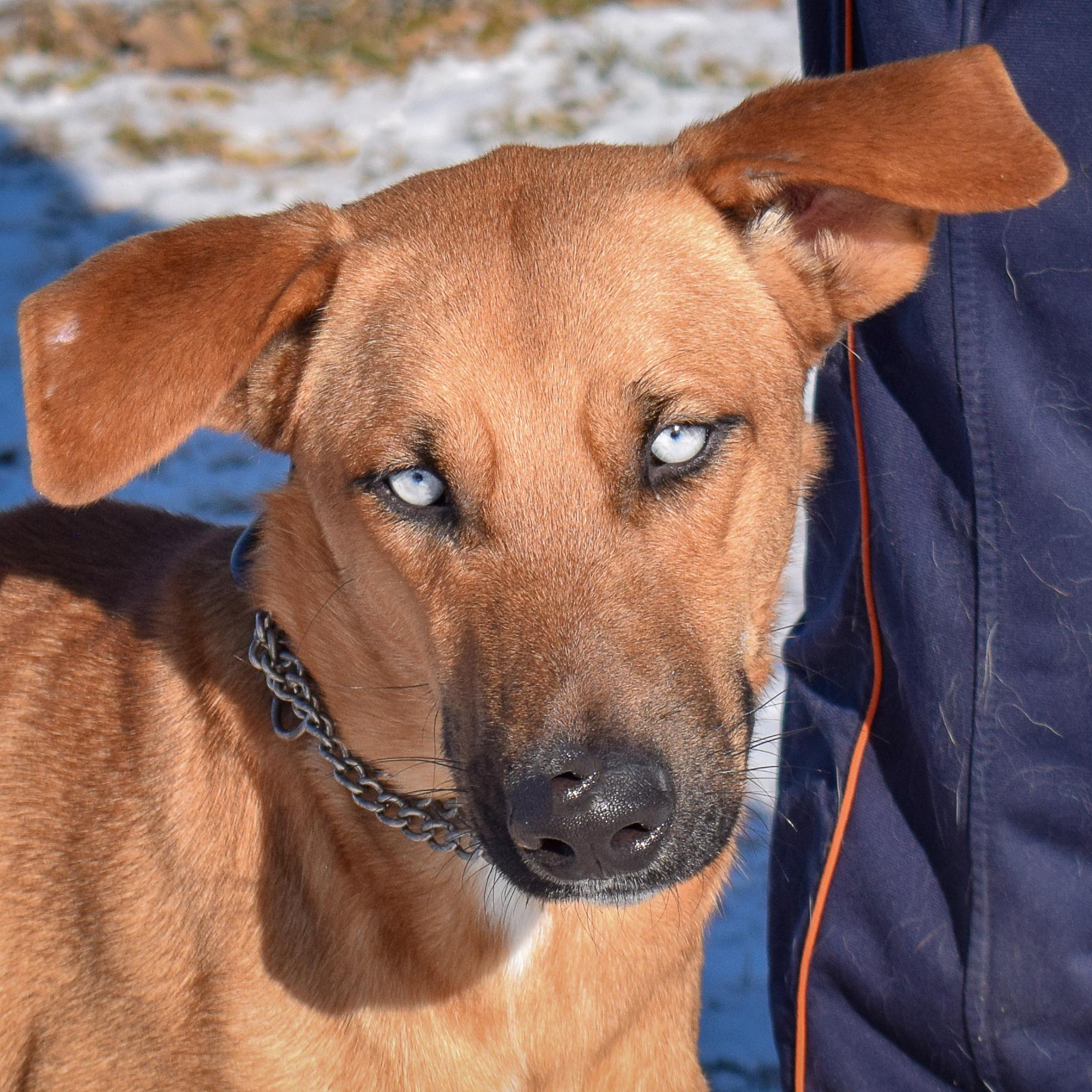 Dog for adoption - Liam, a Rhodesian Ridgeback & Husky Mix in Huntley ...
