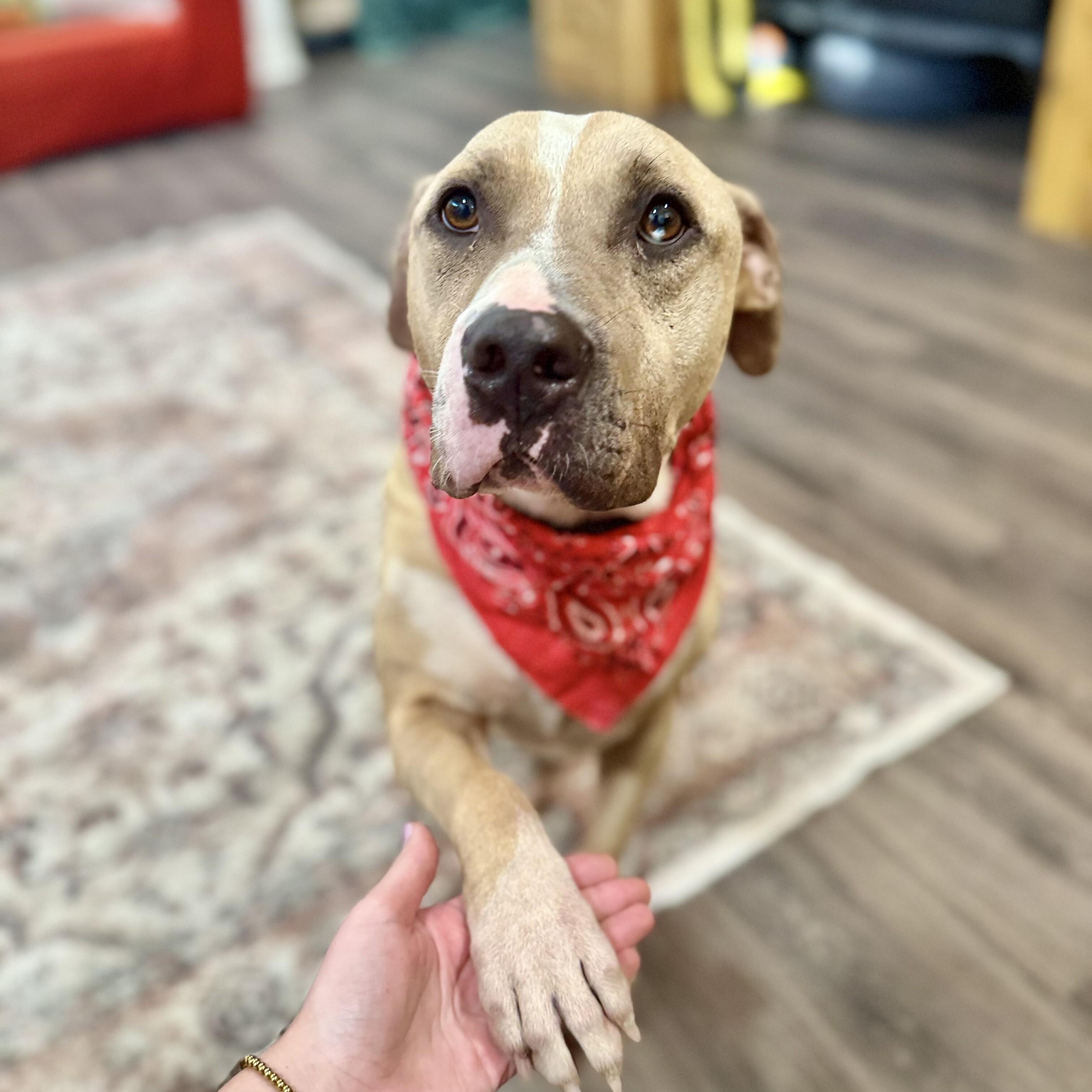 Dog for adoption - Toby is cool and ready for the pool, a Bull Terrier ...