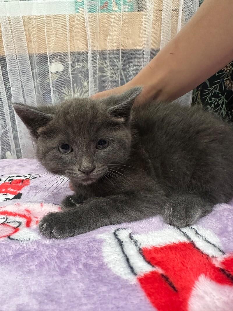 Cat for adoption - Indy Blue Winter, a Russian Blue Mix in Provo, UT ...