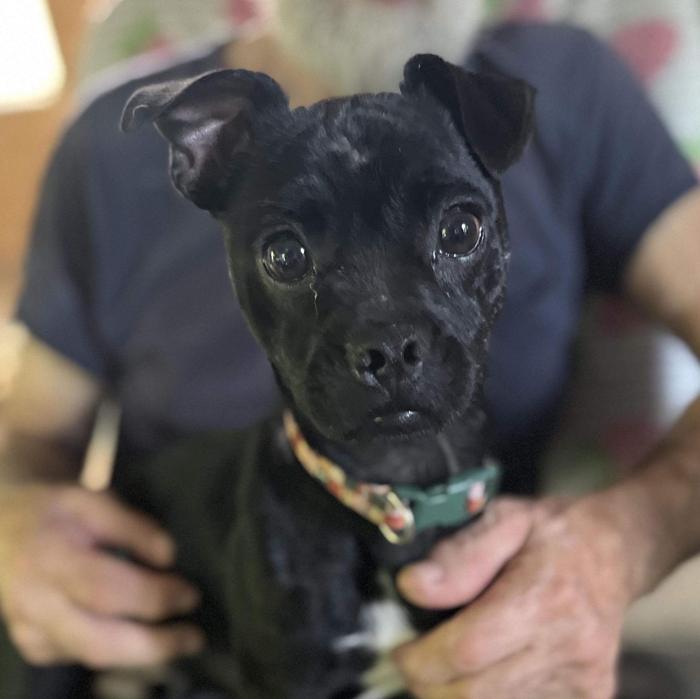 Dog for adoption - Goomba, a Pug & Chihuahua Mix in Portland, ME ...