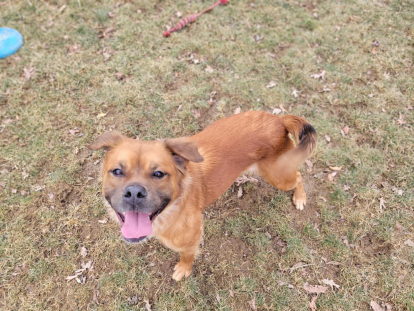 Dog for adoption - Yoda, a Boxer & Cocker Spaniel Mix in Chambersburg ...