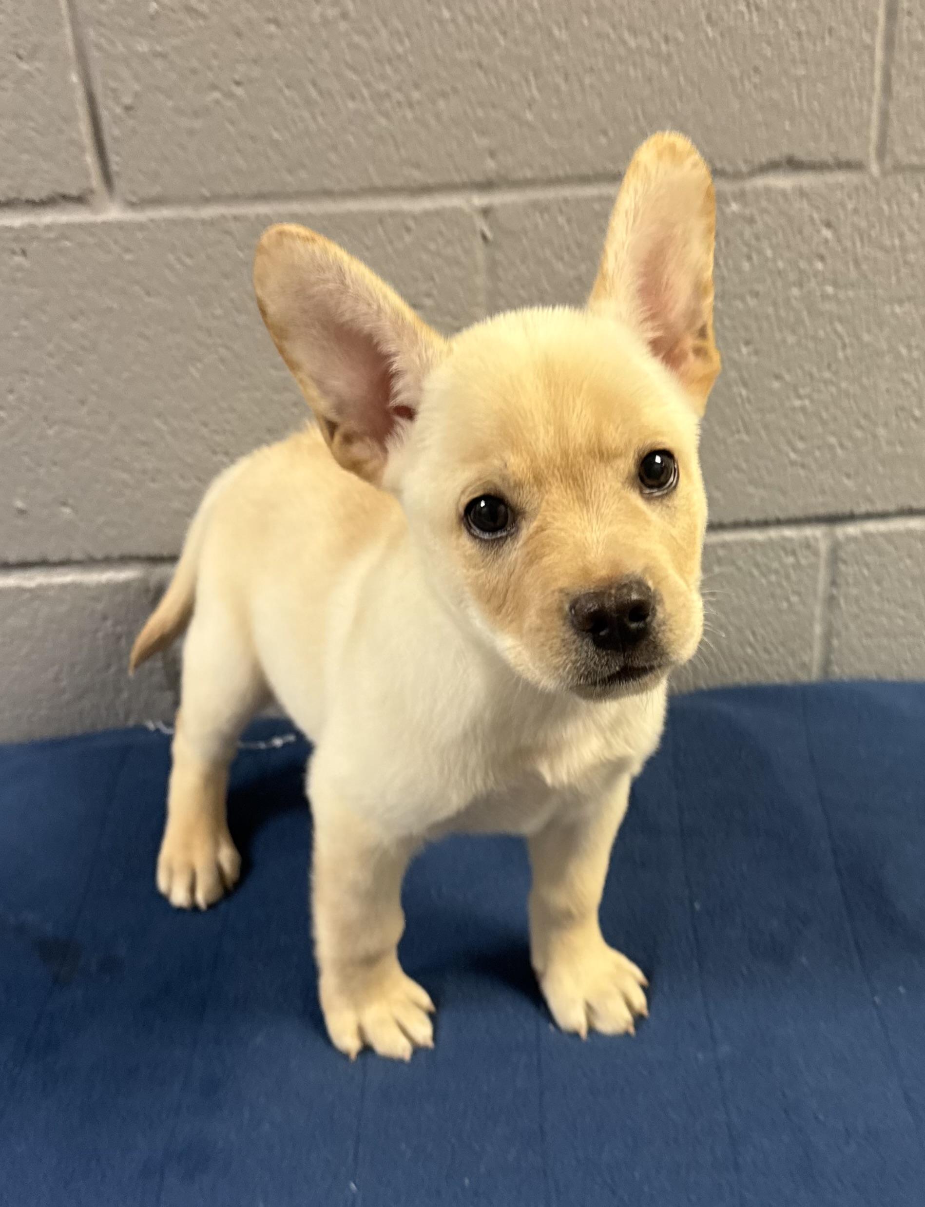 Dog for adoption - Augustus, a French Bulldog Mix in East Haddam , CT ...