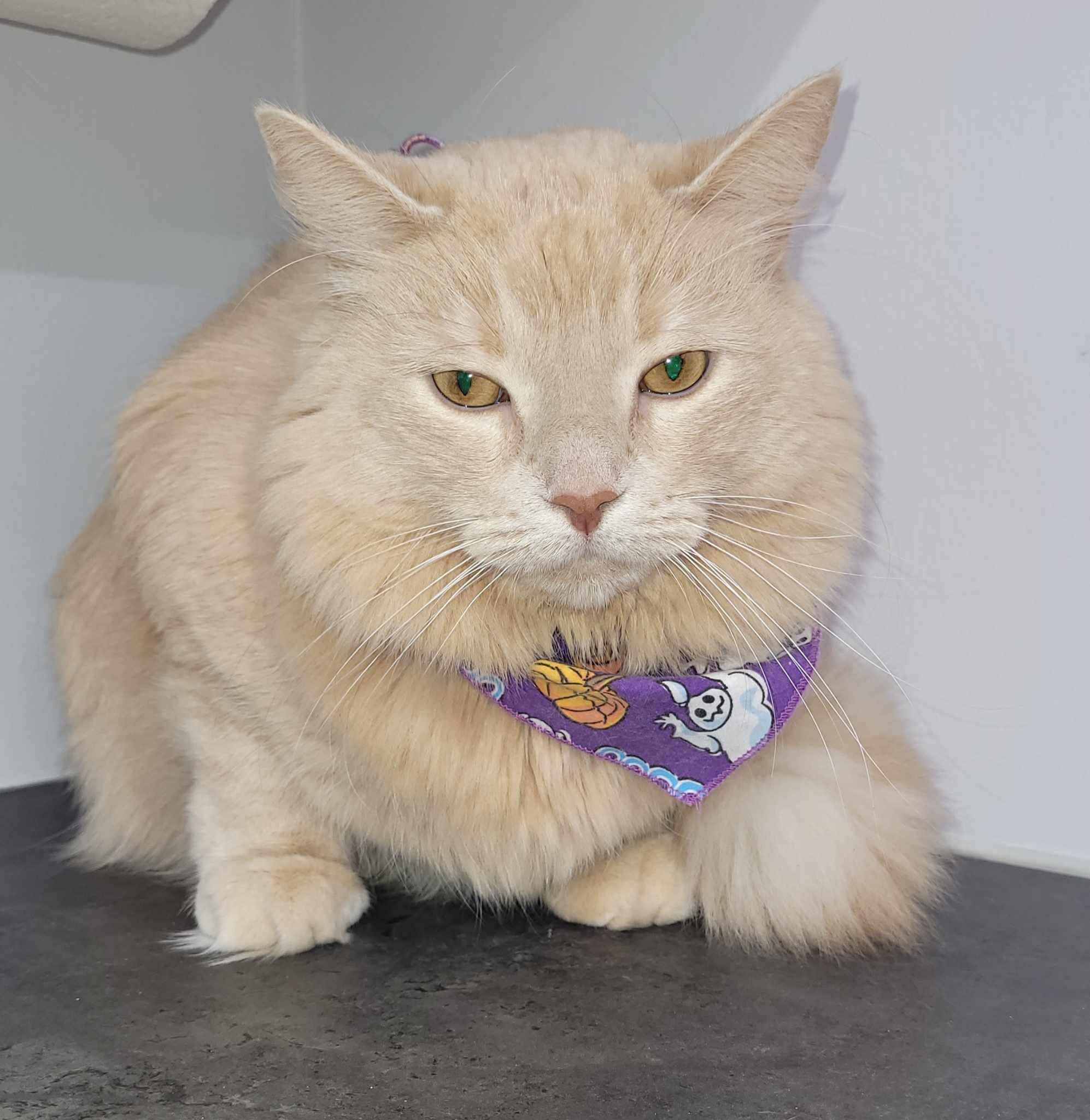 Cat for adoption - Moumou, a Domestic Long Hair in Verdun, QC | Petfinder