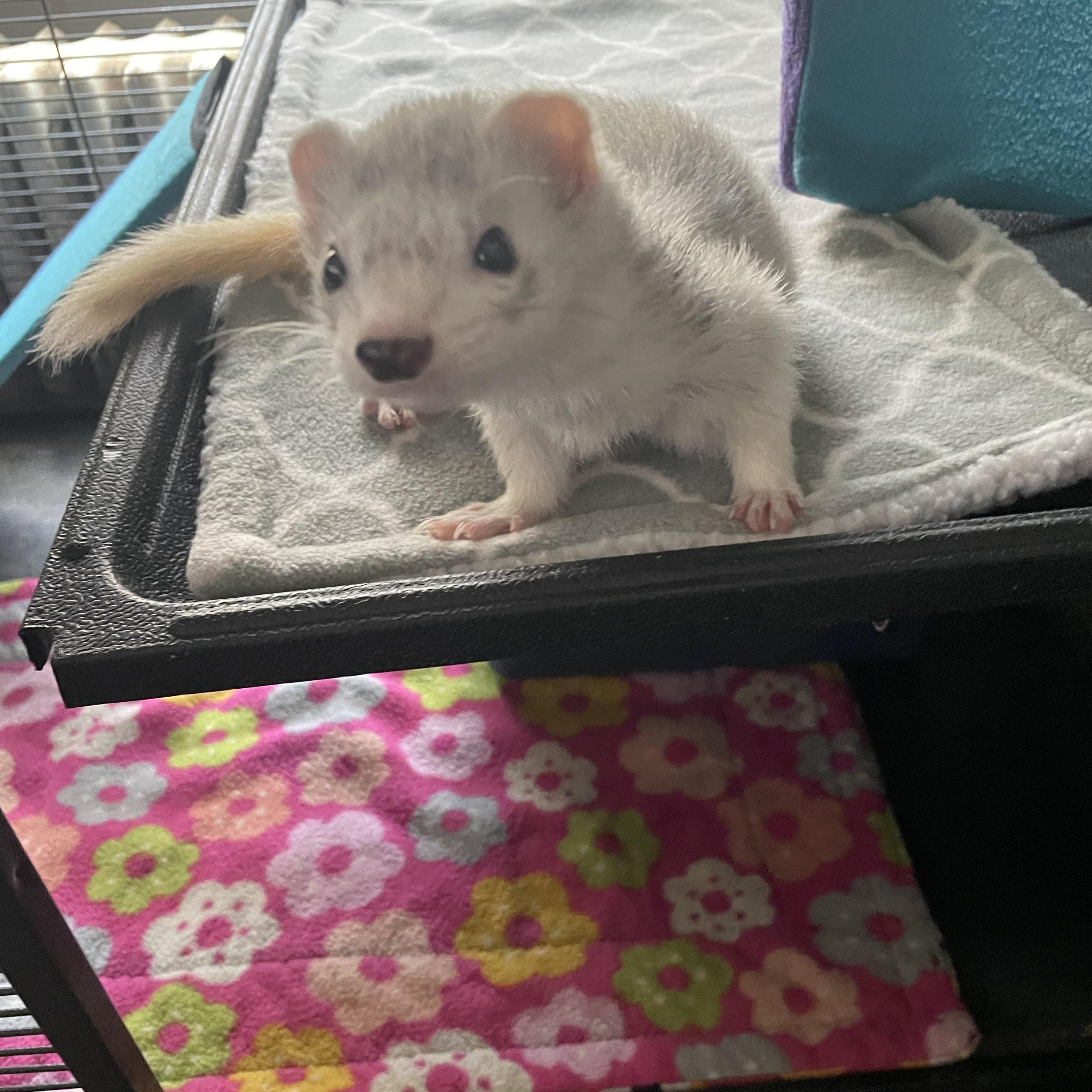 Ferret for adoption - Sage, a Ferret in Berlin, CT | Petfinder