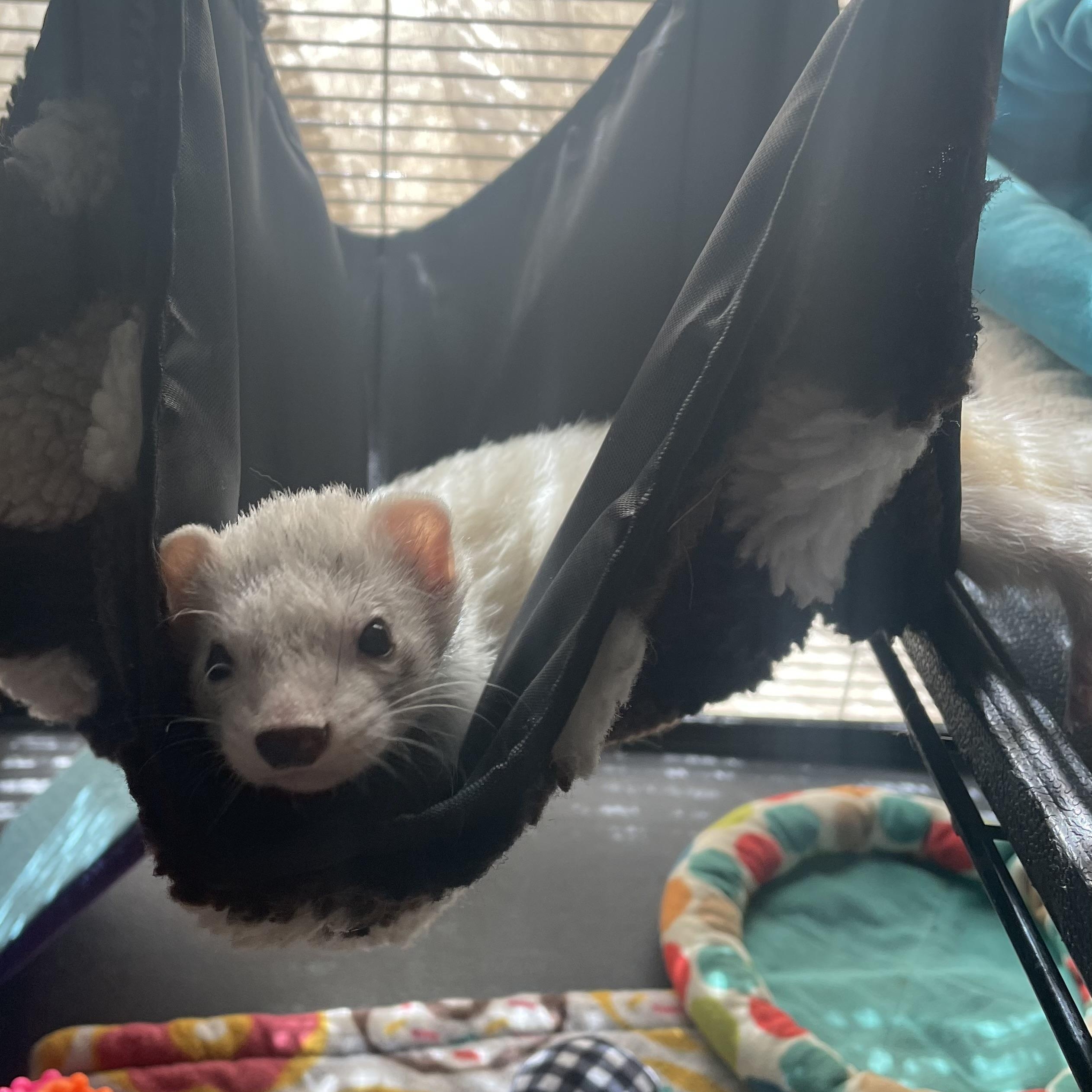 Ferret for adoption - Sage, a Ferret in Berlin, CT | Petfinder