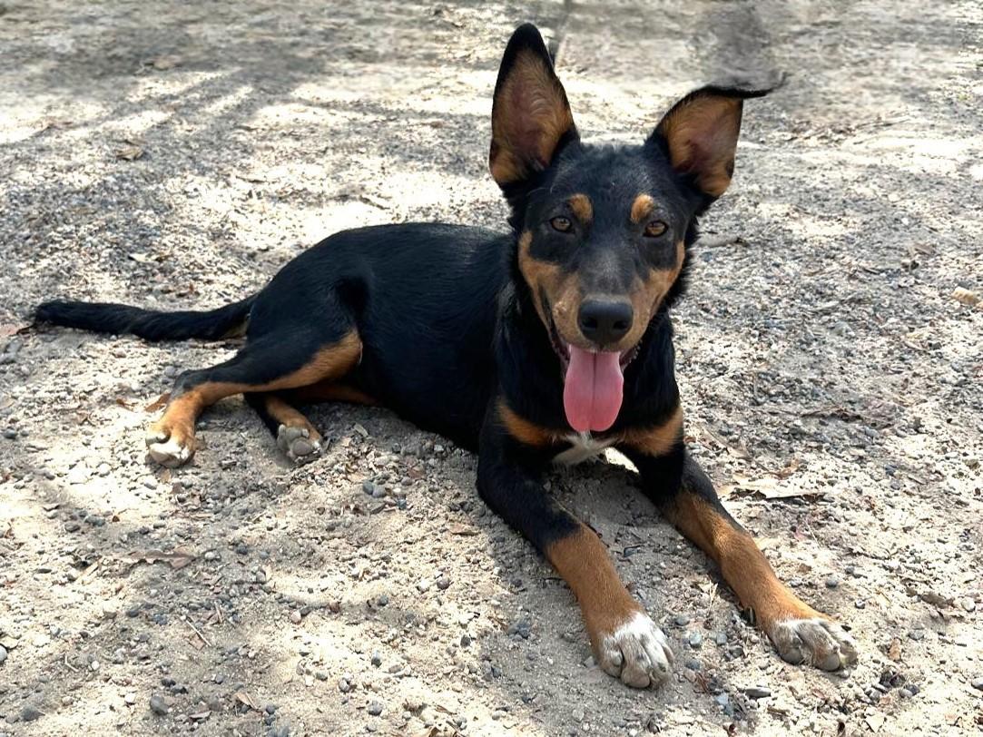 Dog for adoption - Paisley, a Mixed Breed in Nanaimo, BC | Petfinder