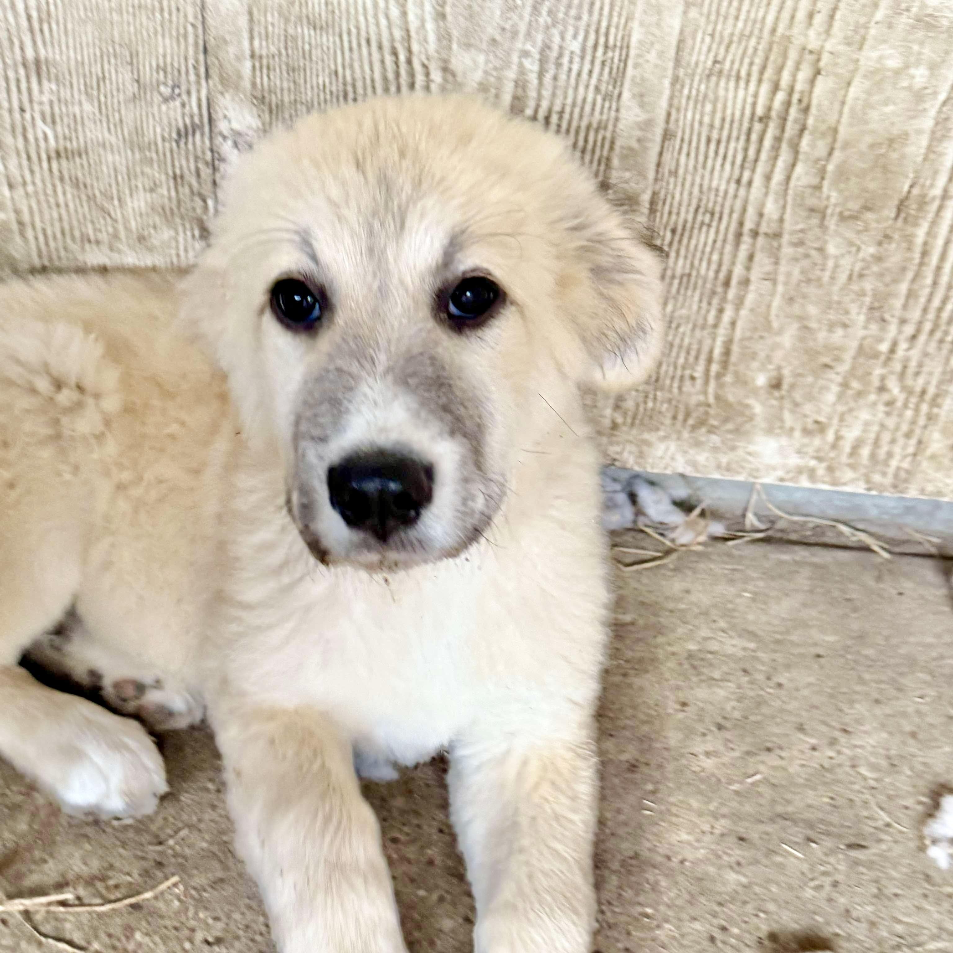 Dog for adoption - French Toast, a Great Pyrenees & Labrador Retriever ...