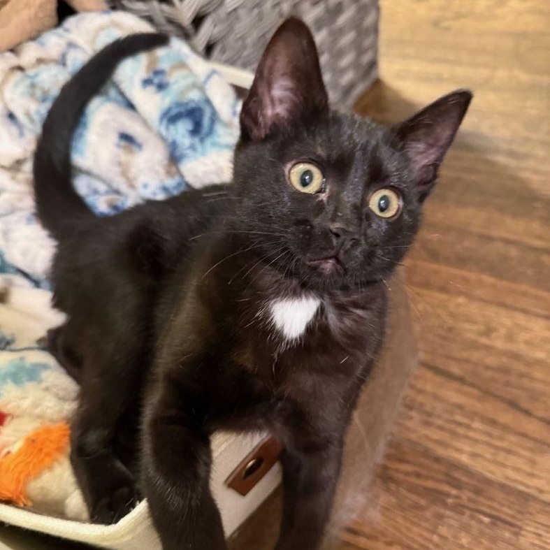Cobbler - Adoptable Pet | Petfinder | Petfinder
