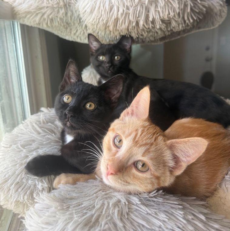 Cat Adoptable - Cobbler an Domestic Short Hair Cat in Tulsa, OK | Petfinder