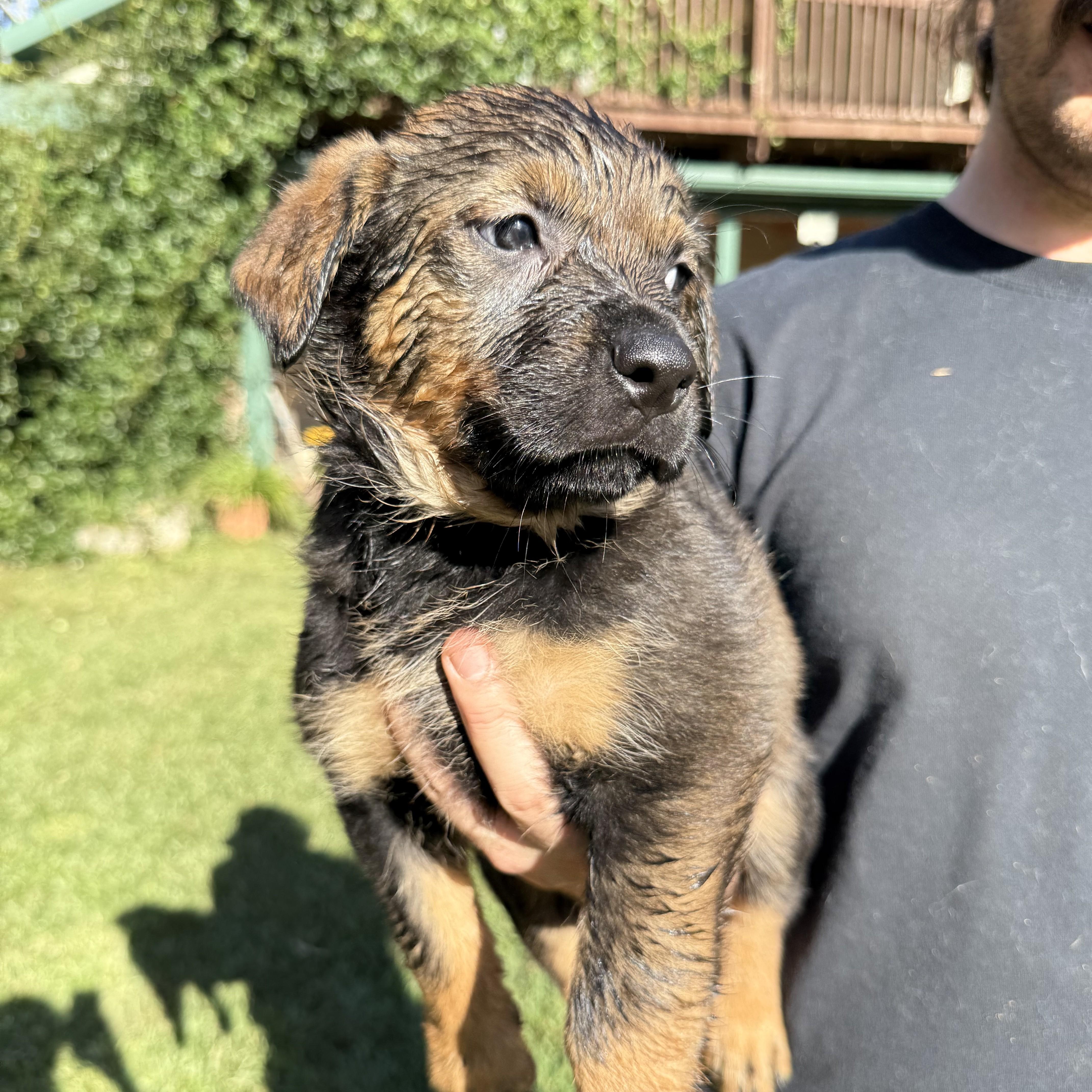 Dog for adoption - Rockstar, a Rottweiler & German Shepherd Dog Mix in ...