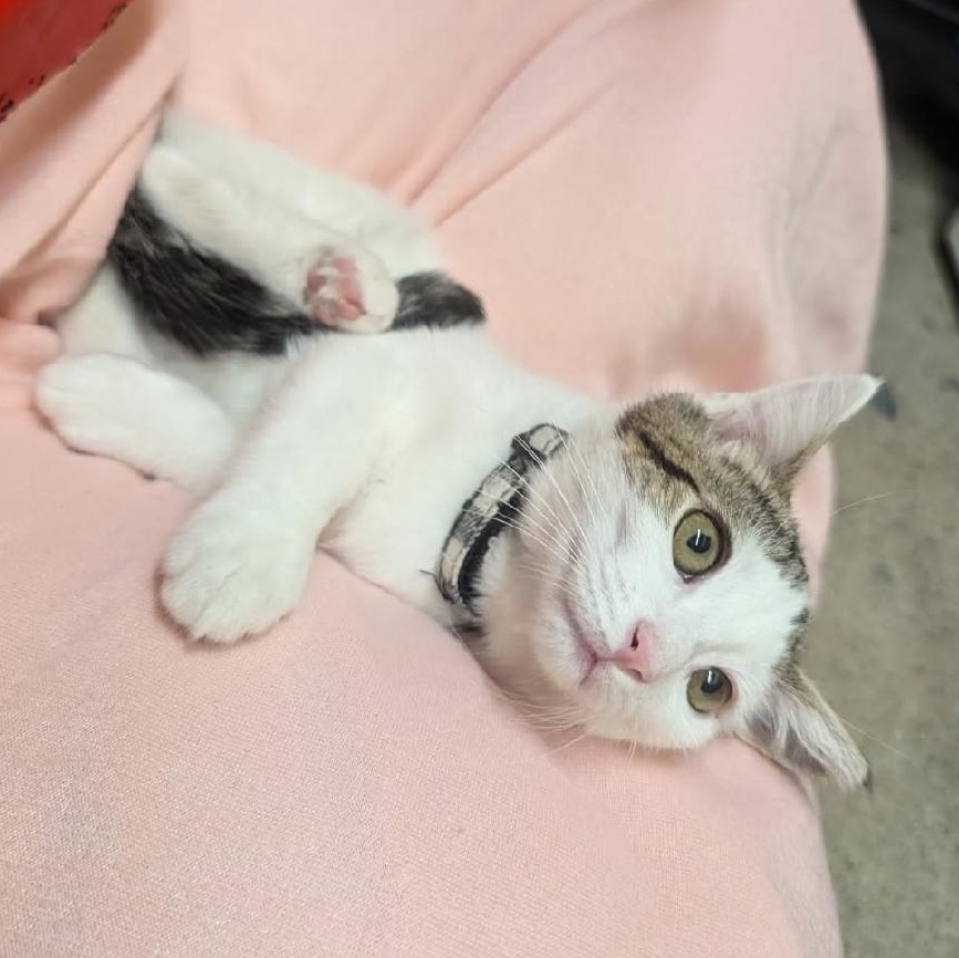 Cat for adoption - Detroit (male kitten), a Domestic Short Hair in San ...