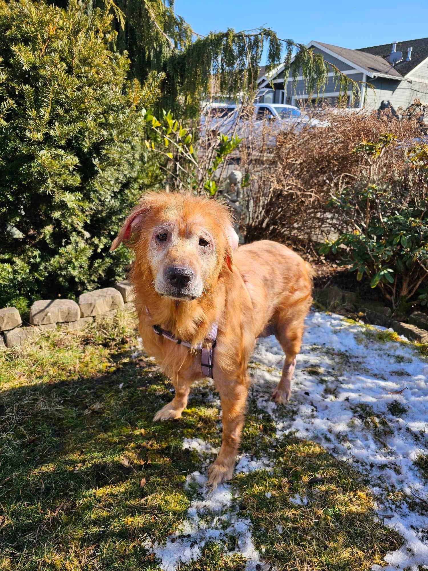 Dog for adoption - ELSA, a Golden Retriever in Seattle, WA | Petfinder