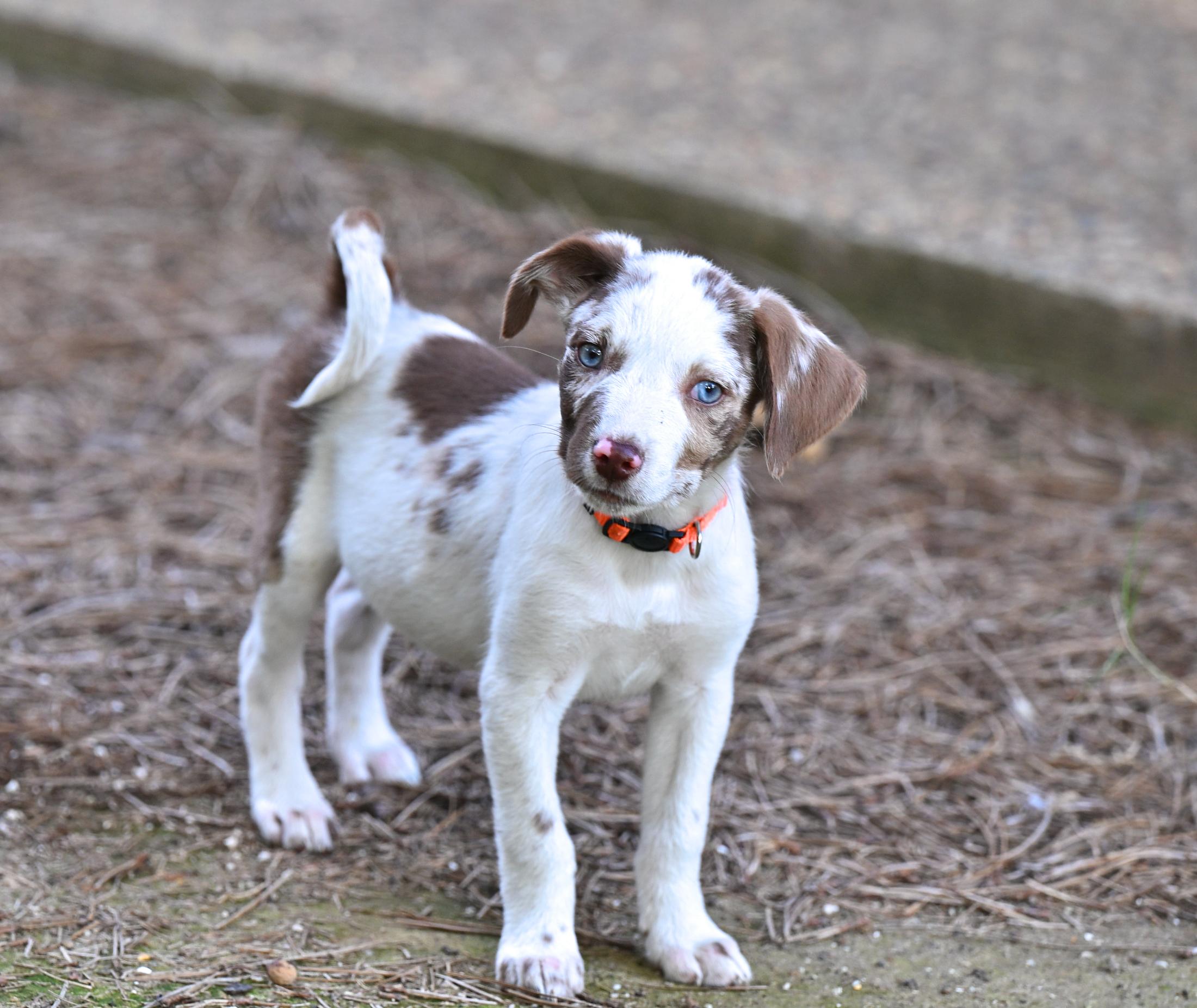 Dog for adoption - Gus Gus, a Beagle & Australian Shepherd Mix in ...