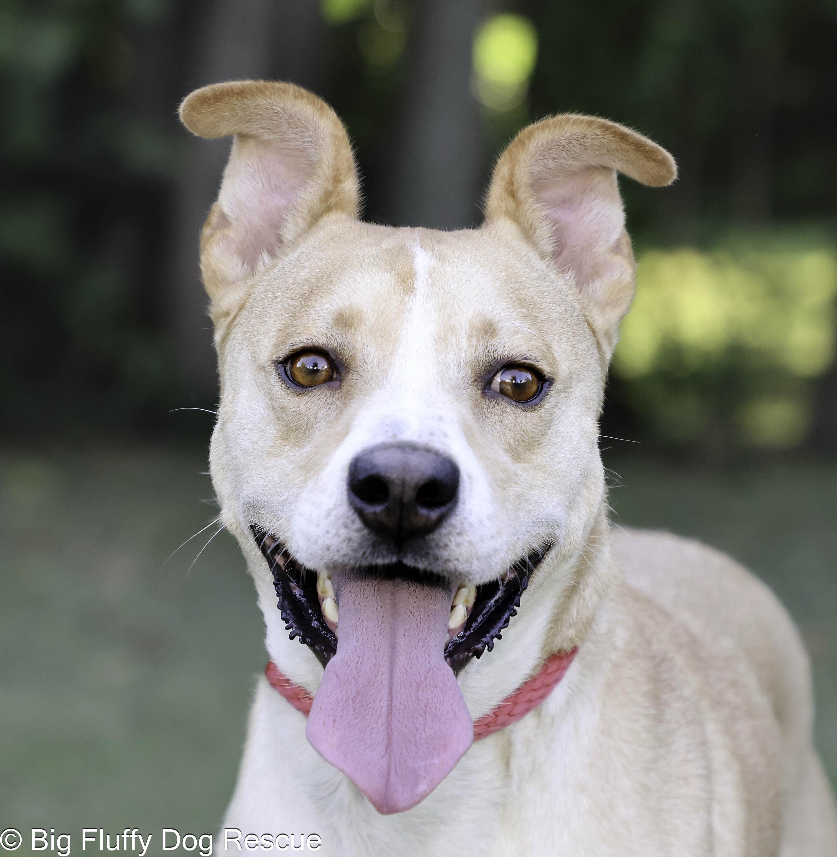 Dog for adoption - Wilder, a Siberian Husky & Boxer Mix in Allentown ...