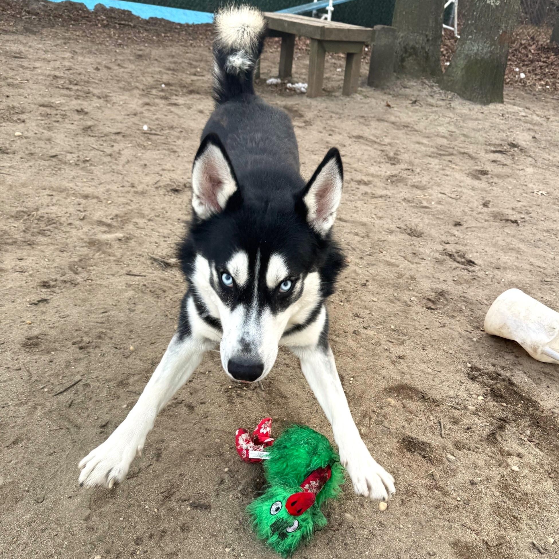 Blue - Adoptable Pet | Petfinder | Petfinder
