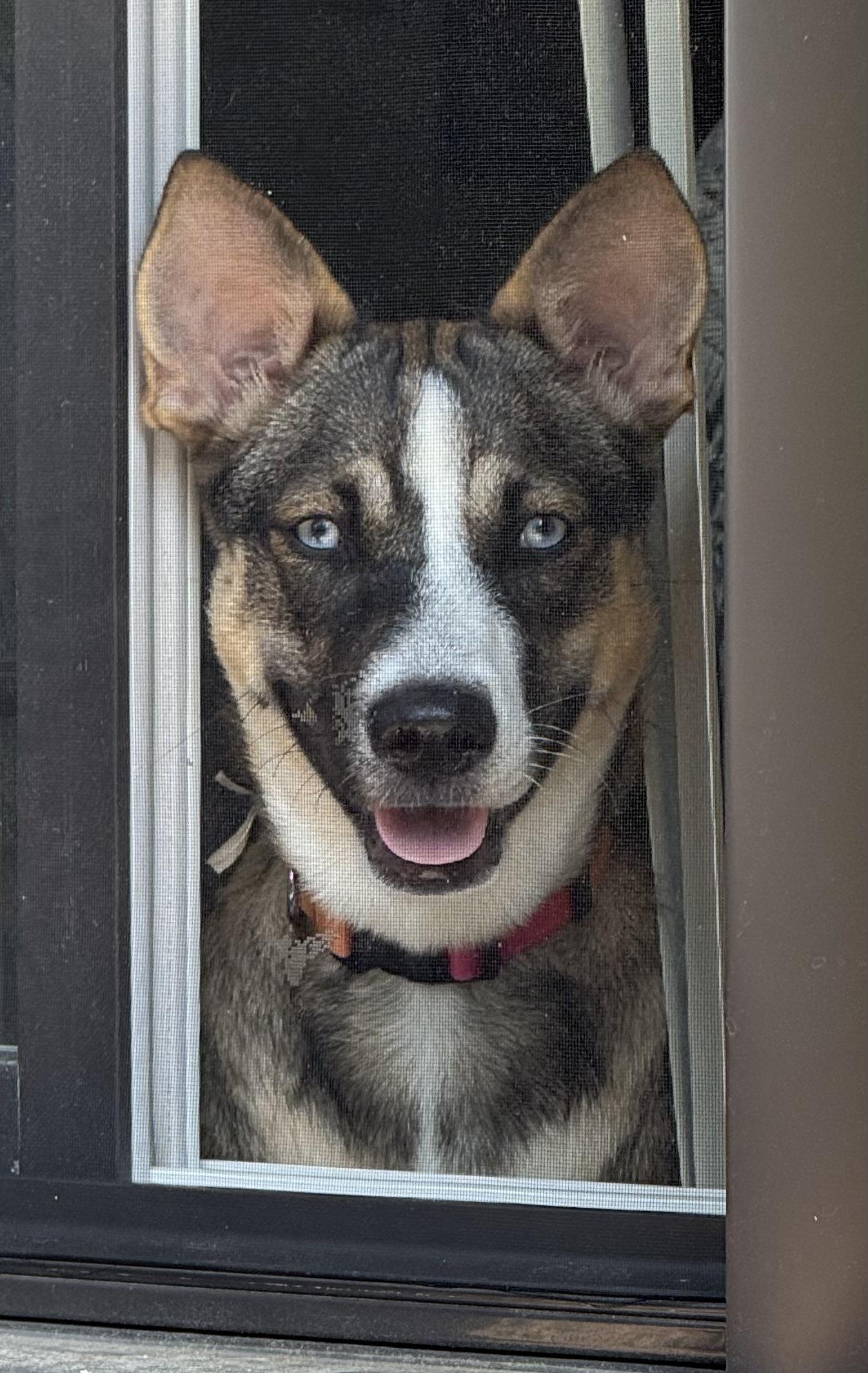 Dog for adoption - Talulah, a Husky Mix in Jersey City, NJ | Petfinder